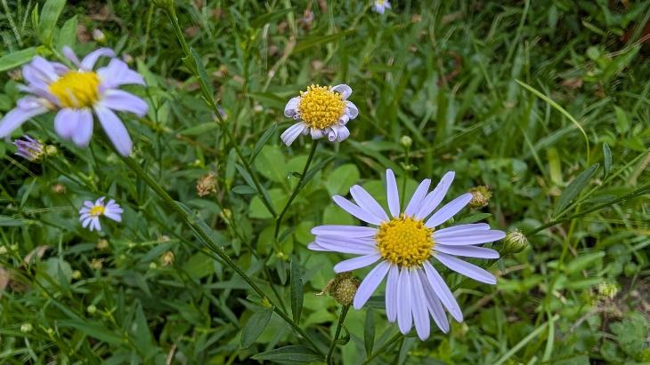 雞兒腸 Aster indicus L. | 綠屋頂學校